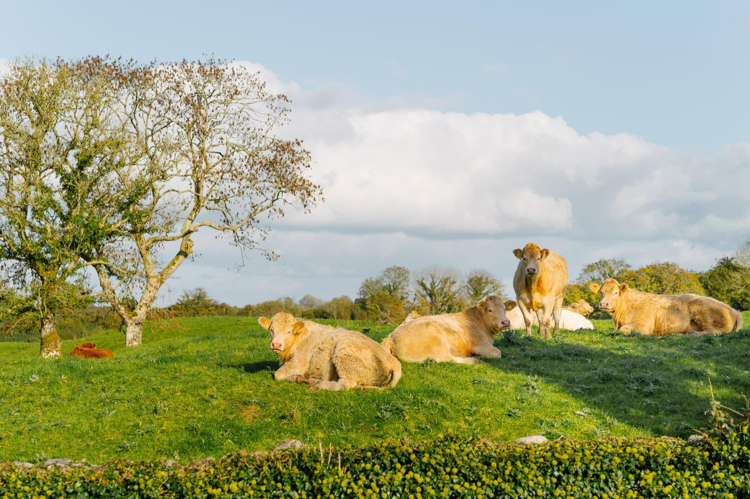 Partry — Joyce Country & Western Lakes Geopark Project